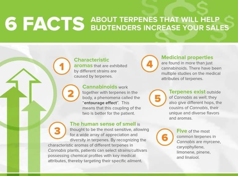 Let's Talk Terpenes: How to Maximize the Benefits of Cannabis