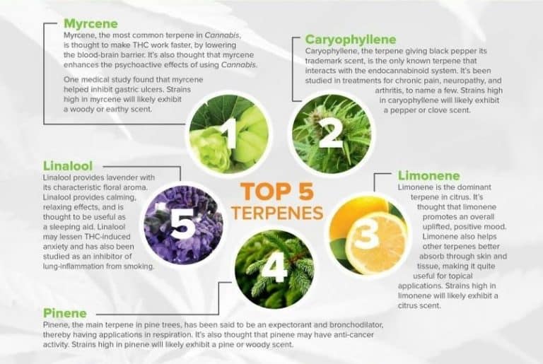 Let's Talk Terpenes: How to Maximize the Benefits of Cannabis Let's Talk Terpenes: How to Maximize the Benefits of Cannabis