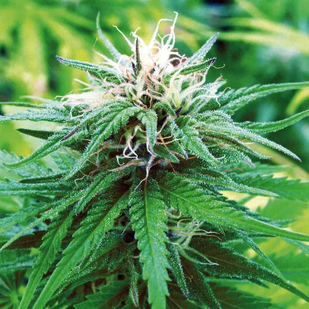 What is Indica Cannabis? Benefits, Effects & Origins: Explained