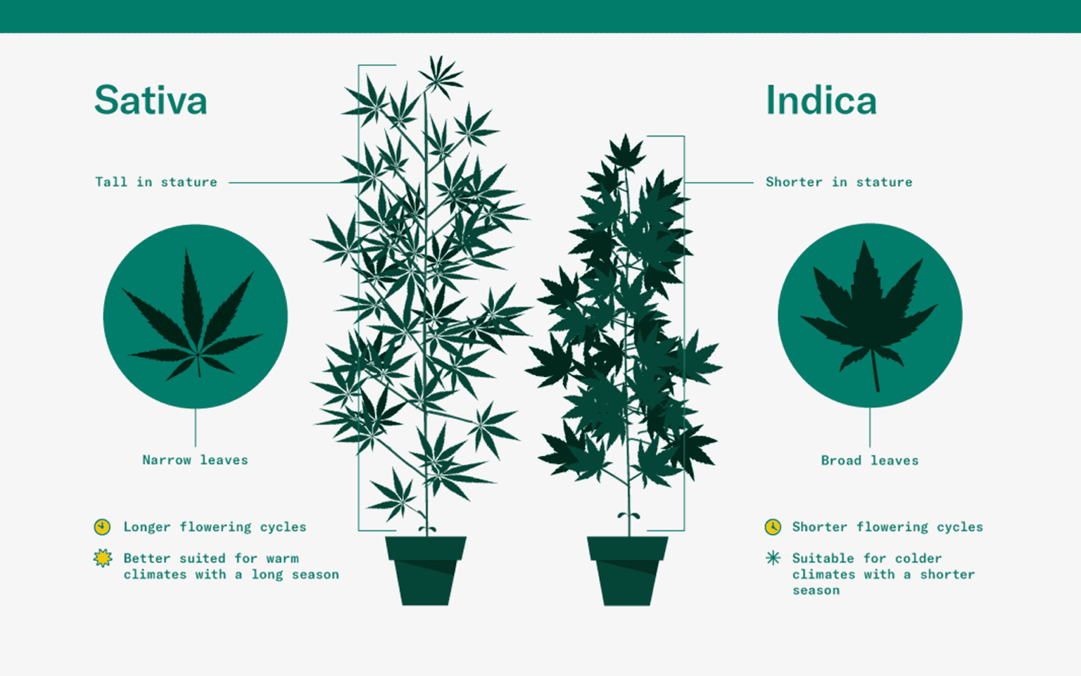 What is Indica Cannabis? Benefits, Effects & Origins: Explained