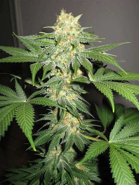 What is Indica Cannabis? Benefits, Effects & Origins: Explained