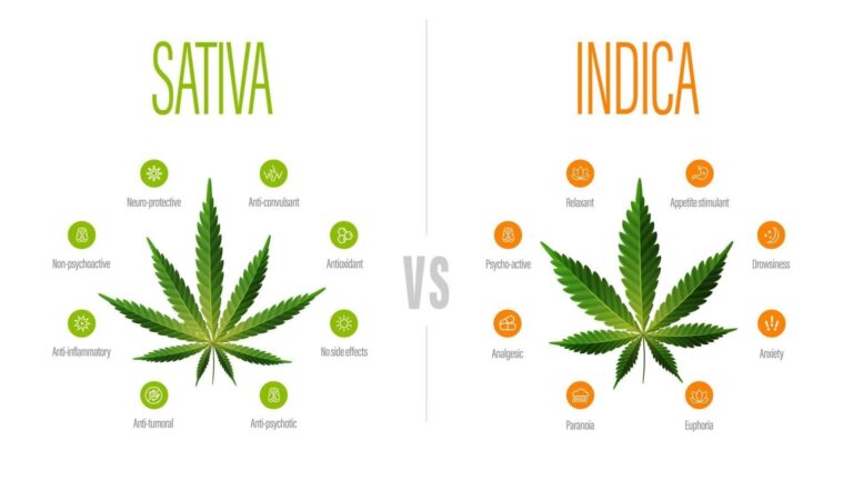 What is Indica Cannabis? Benefits, Effects & Origins: Explained